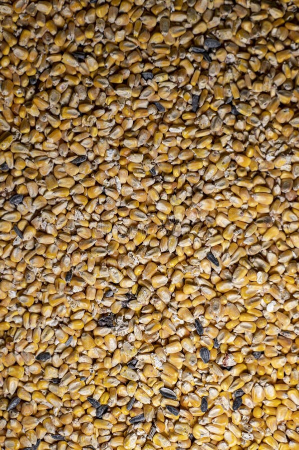 Corn Texture for Farm Animal Feed Stock Image - Image of pagoda, statue ...