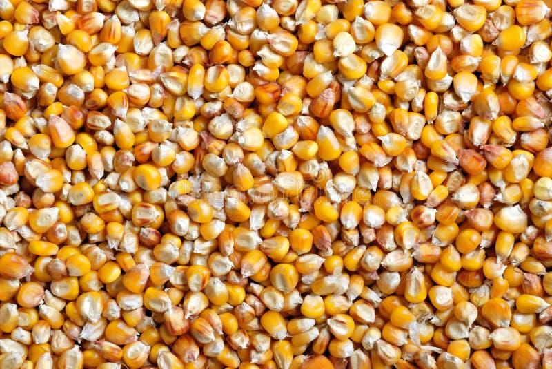 Corn texture stock photo. Image of corn, fresh, agriculture - 73977436