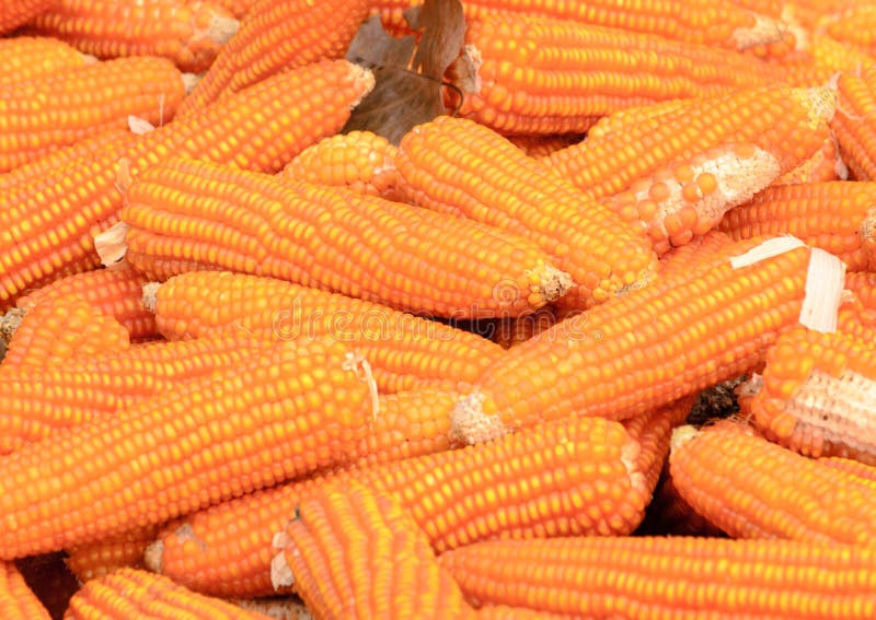 Corn texture stock photo. Image of bakery, products, field - 61106618