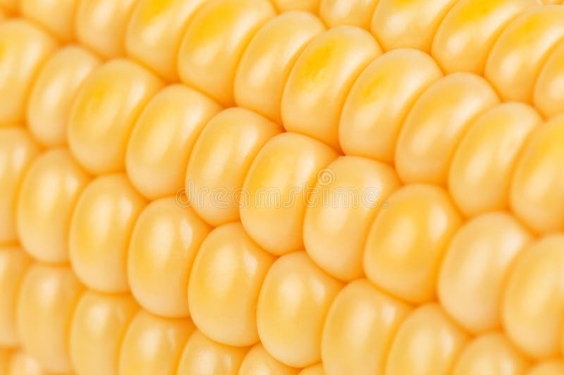 Corn, texture, ripe stock photo. Image of macro, agriculture - 86678626