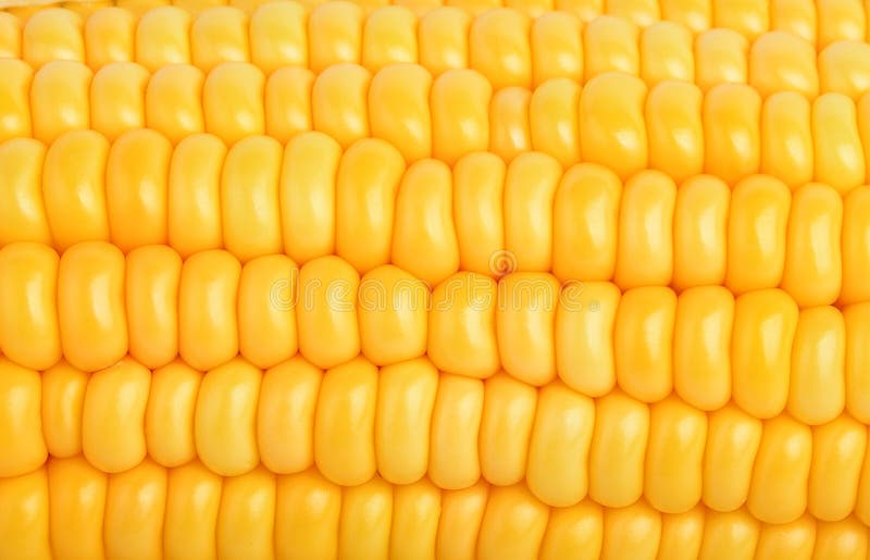 Yellow corns stock photo. Image of special, corn, yellow - 90408728