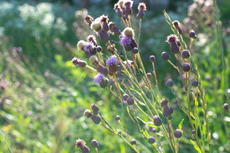 Weed in field of rye stock photo. Image of nature, growth - 33277806