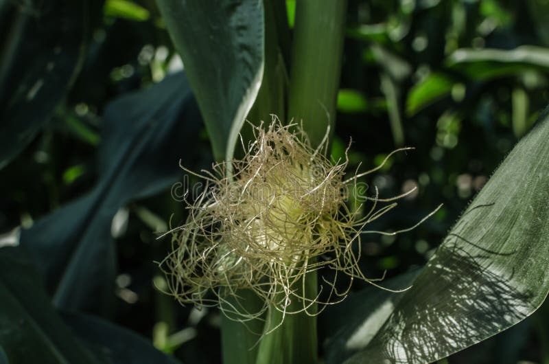 Corn with threads stock image. Image of beautiful, beginning - 86983053