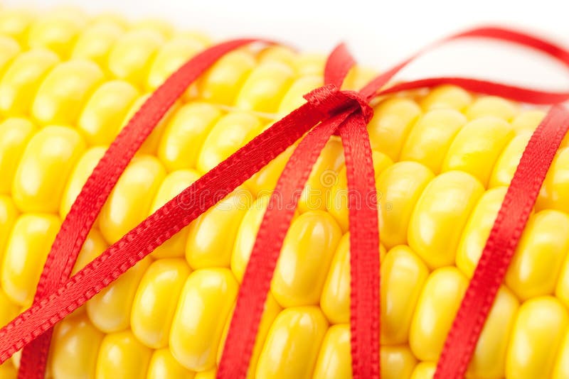 Corn tied with ribbon stock image. Image of green, agriculture - 16334195