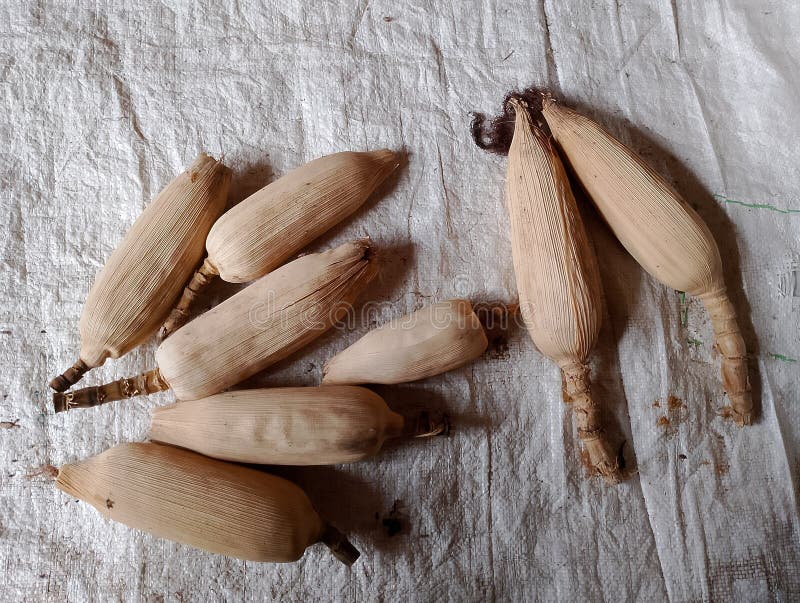 Corn To Be Made into Seeds and so that the Seeds Last Long Stock Image ...