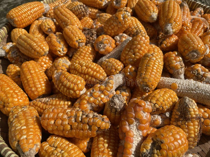 Corn To Be Used for Seeding at Backside Home Stock Image - Image of ...