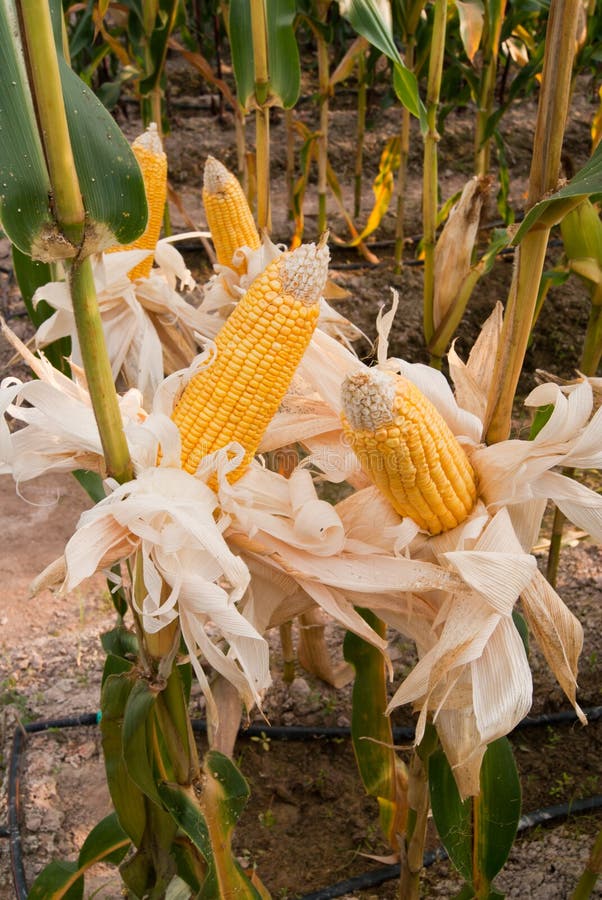 Corn stock photo. Image of crop, environment, grain, food - 36517658