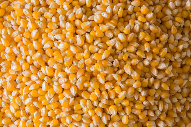 Corn,maize. stock photo. Image of vegetable, gold, closeup - 103694138