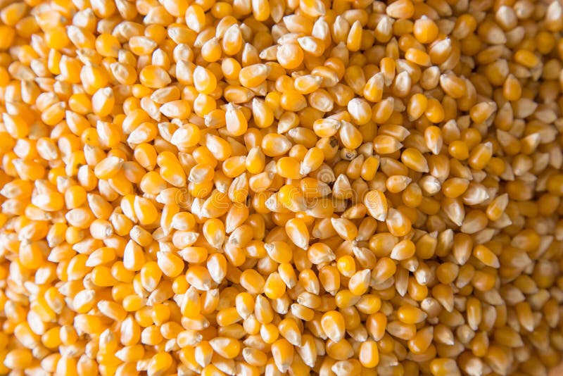 Corn,maize. stock photo. Image of health, popcorn, sweet - 103694304