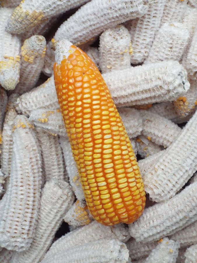 Corn on Top of a Pile of Remaining Corn Cobs Stock Photo - Image of ...