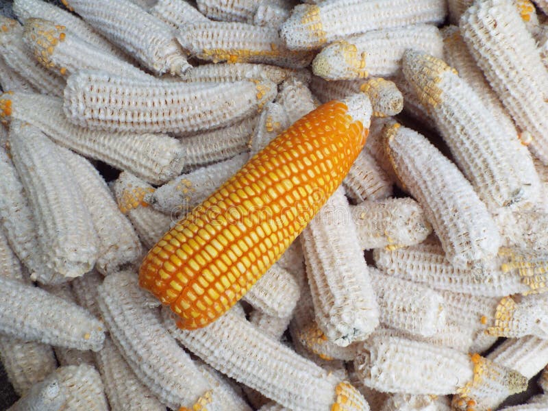 Corn on Top of a Pile of Remaining Corn Cobs Stock Photo - Image of ...