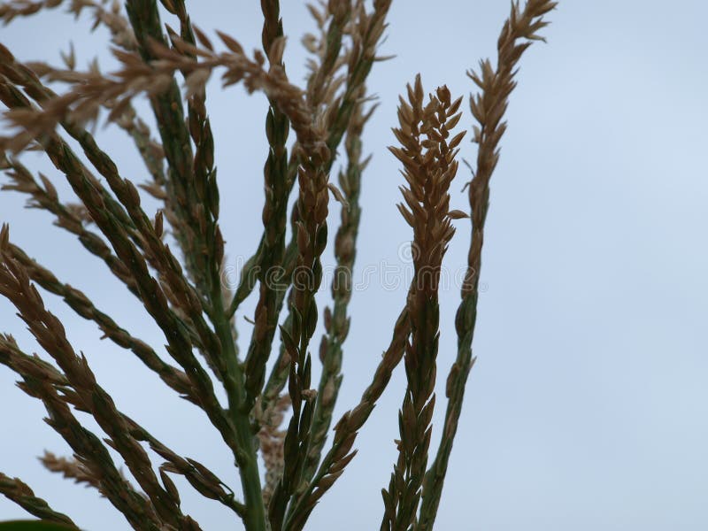 Corn Tossle on an Indian Corn Plant Stock Photo - Image of little ...