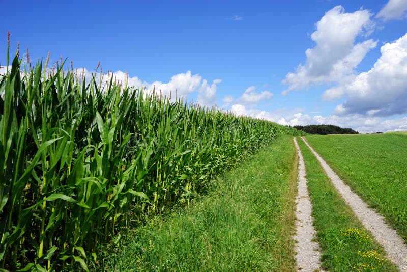 Corn and track stock image. Image of grass, track, nature - 77001761