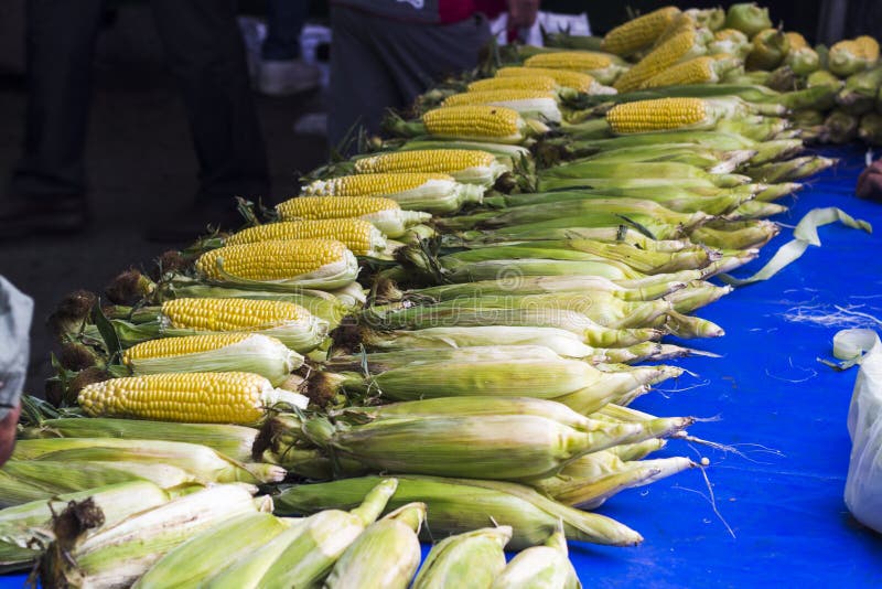 Corn at Traditional Turkish Street Bazaar Stock Image - Image of ripe ...