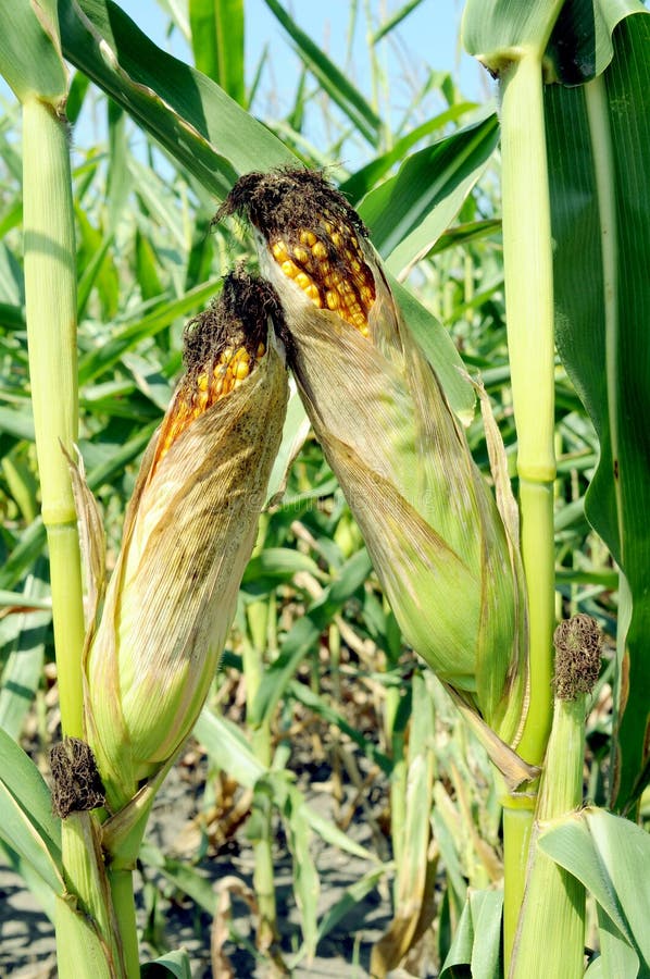 Corn tree stock photo. Image of organic, scene, green - 27260612