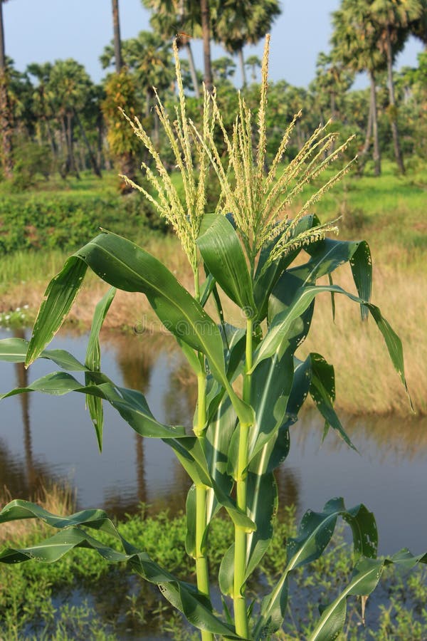 Corn tree stock photo. Image of autumn, agriculture, angled - 28887872
