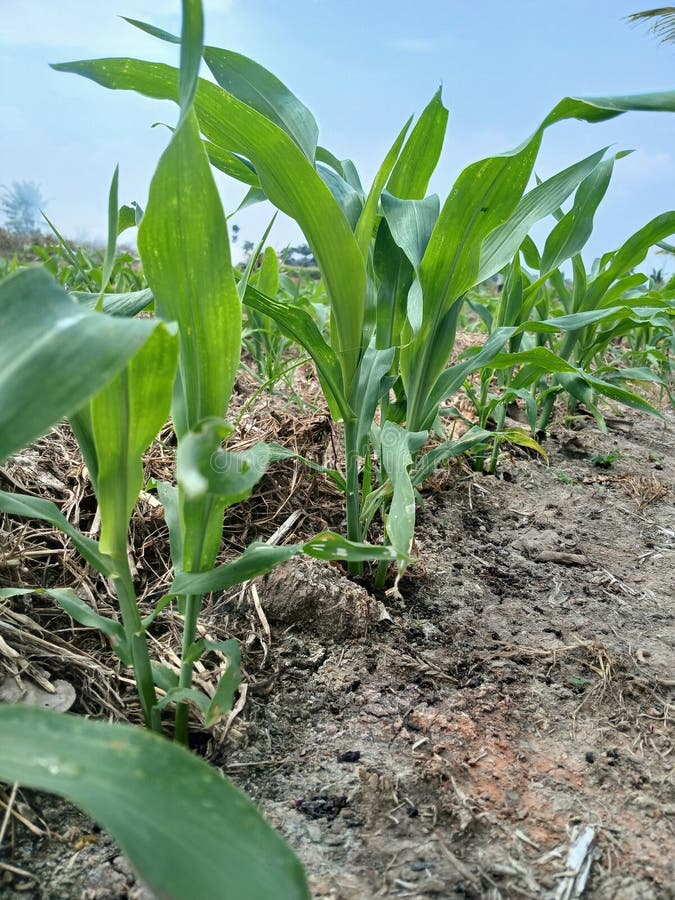 Corn tree baby corn stock photo. Image of produce, food - 341364018