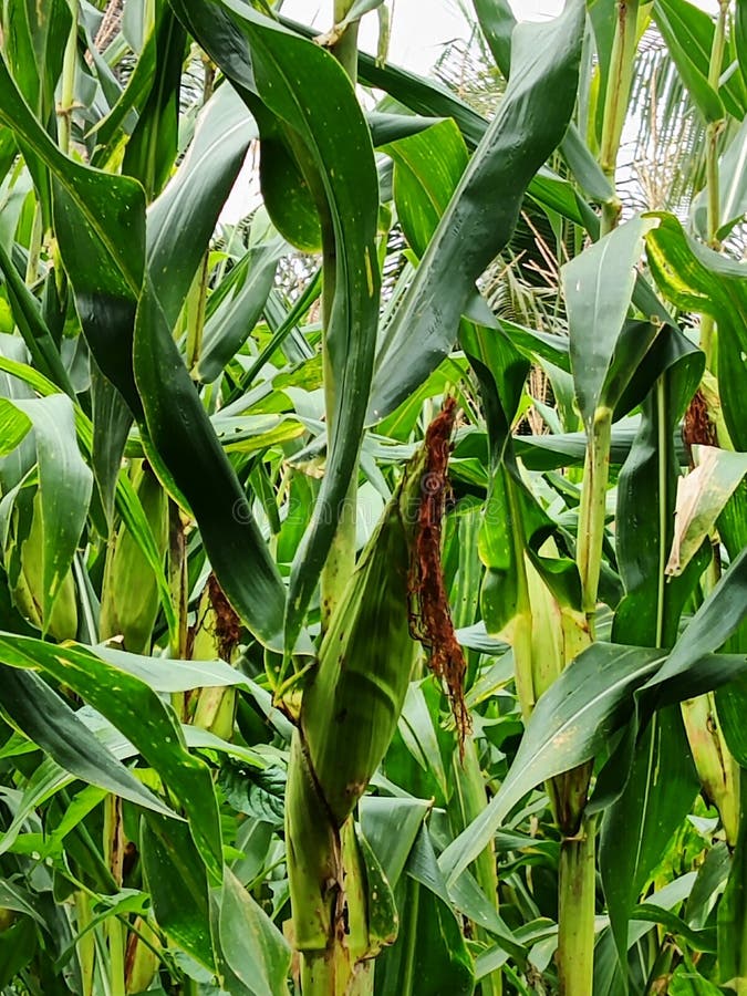 Corn tree bearing fruit stock image. Image of green - 356897755