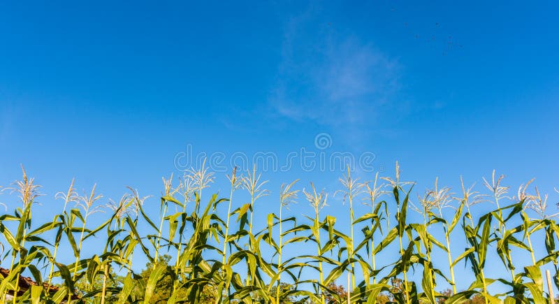 Corn Tree with Clear Blue Sky at Corn Field Stock Photo - Image of blue ...