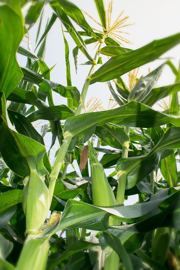 Corn Tree is Corn with Green Corn Cob and Blooming Stock Photo - Image ...
