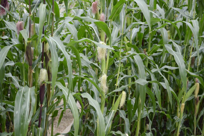Corn tree stock photo. Image of crop, tree, corn, rural - 79079852