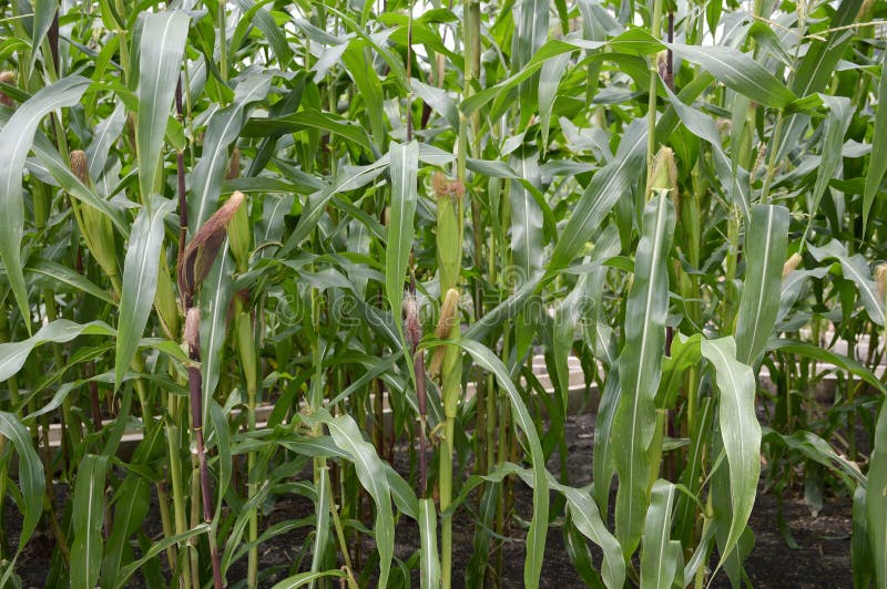 Corn tree stock photo. Image of vegetable, growth, leaf - 79081122
