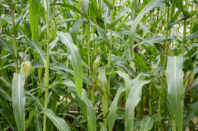 Corn tree stock image. Image of plant, green, field, farming - 79628437