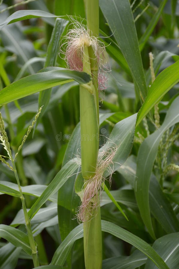 Corn tree stock image. Image of leaves, growth, fresh - 81749973