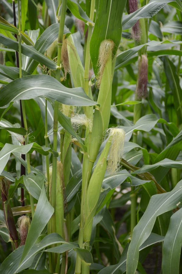 Corn tree stock image. Image of leaves, tree, environment - 85002647