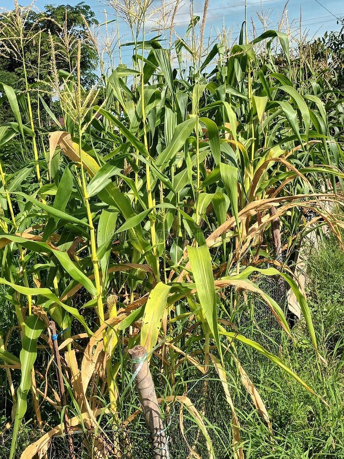 Corn Tree in Country Garden Stock Image - Image of nature, tree: 345014627