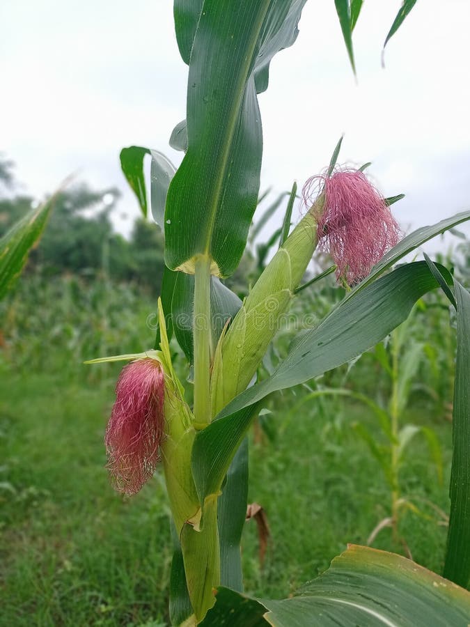 Corn tree desi farming stock photo. Image of farm, corn - 221053082