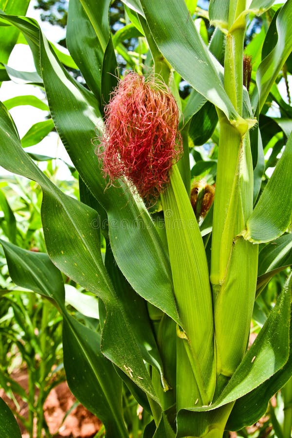 Corn on tree in farm stock photo. Image of flora, farming - 26263900