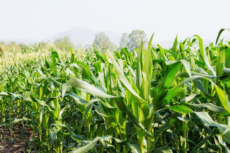Corn Tree in Farm at Sunlight Stock Photo - Image of plant, farmland ...
