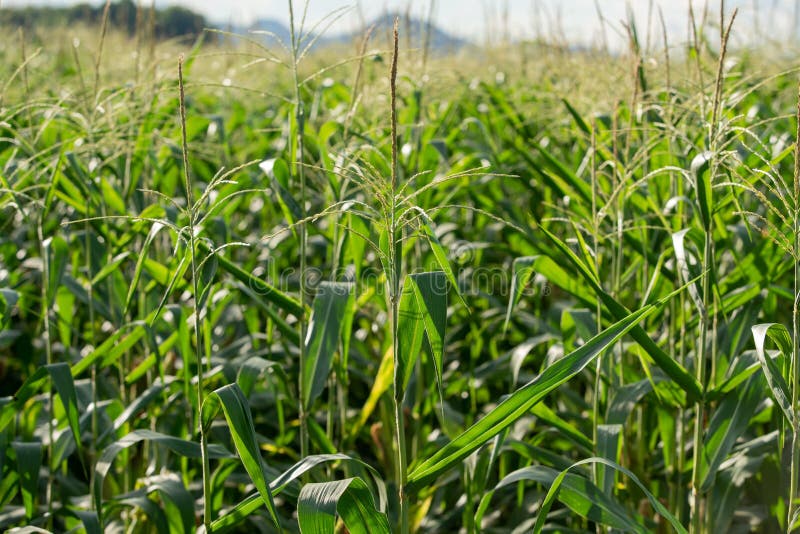Corn Tree on the Corn Field Stock Photo - Image of agricultural, leaf ...