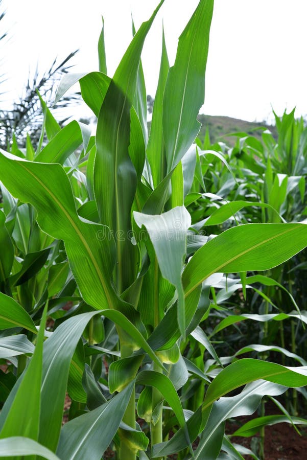 Corn tree stock photo. Image of growing, countryside - 56391852