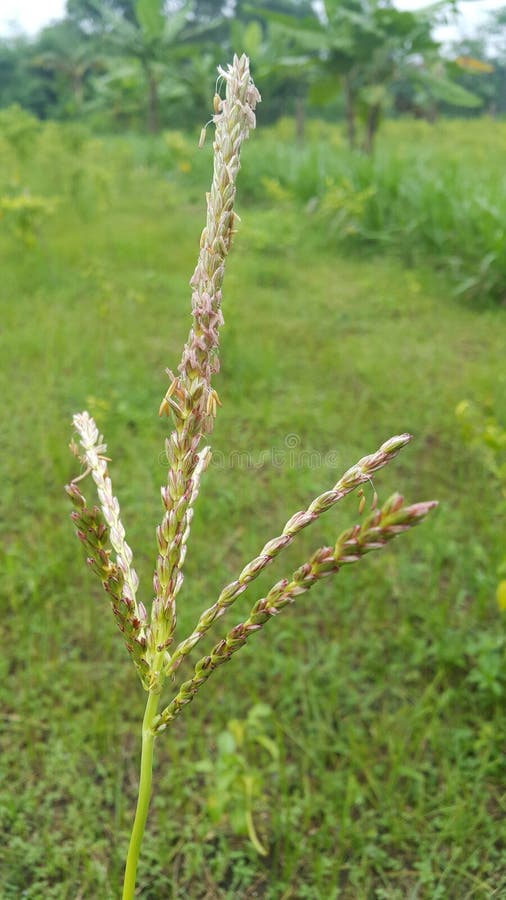 Corn Tree Flowers in a Beautiful Rice Field Stock Image - Image of ...