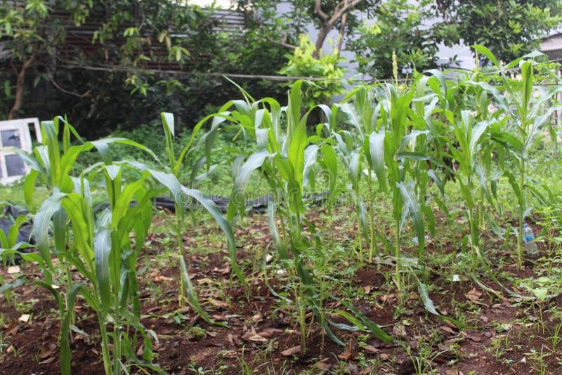 Corn Tree Flowers that Begin To Grow into Fruit.Lush Green Corn Trees ...
