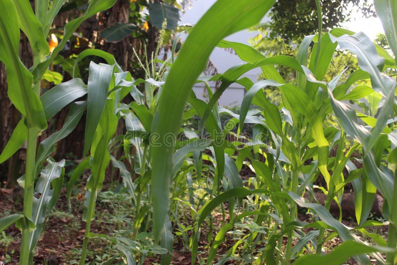 Corn Tree Flowers that Begin To Grow into Fruit.Lush Green Corn Trees ...