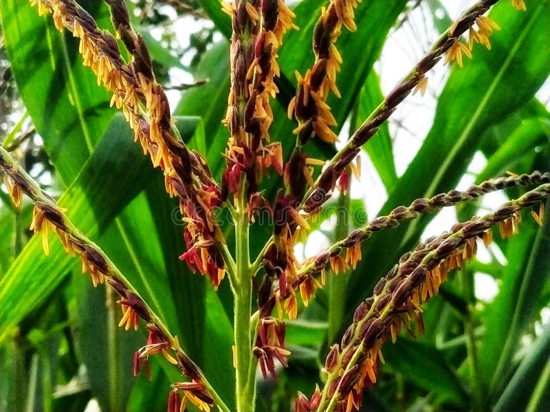 Corn Tree Flowers Have a Small Flower Shape and Hang from the Stem ...