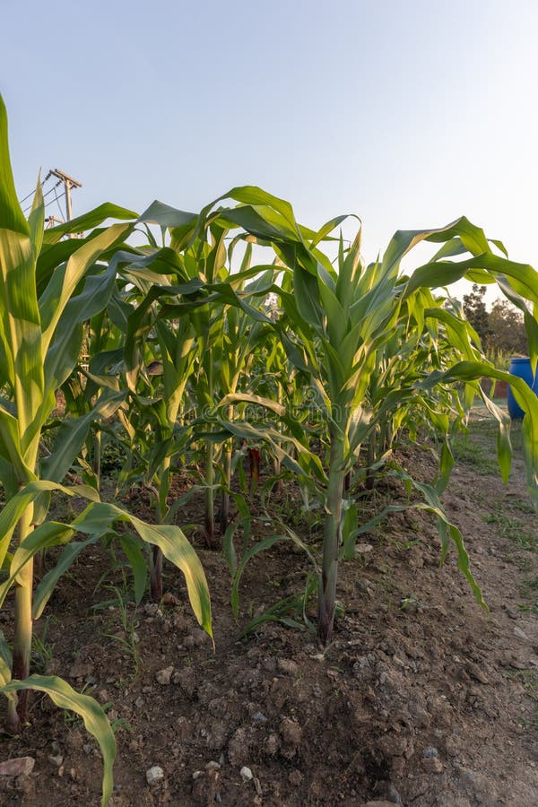 Corn Tree in Garden on Sunset Day Stock Photo - Image of growth, blue ...