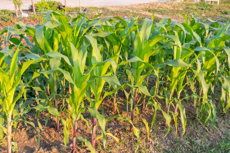Corn Tree in Garden on Sunset Day Stock Image - Image of growing ...