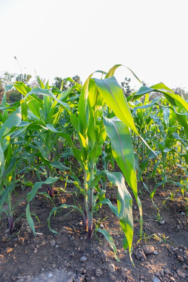 Corn Tree in Garden on Sunset Day Stock Image - Image of nature ...