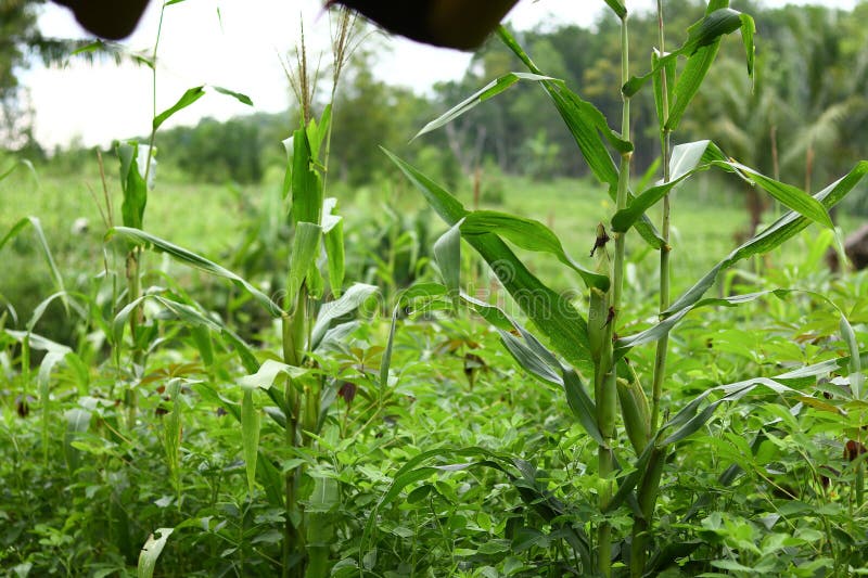 Corn Tree that Has Fruited with Green Leaves Isolated on Blur ...
