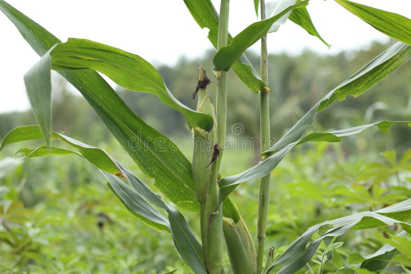 Corn Tree that Has Fruited with Green Leaves Isolated on Blur ...
