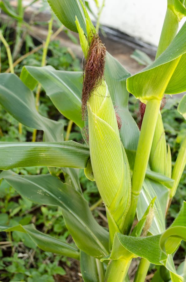Corn on Tree stock image. Image of crop, husk, garden - 257936499