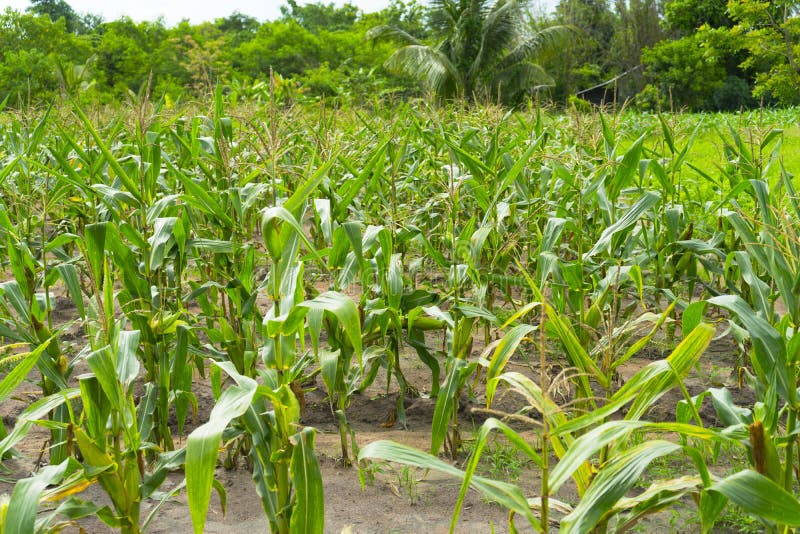 Corn Tree and Leaves in Farm Stock Photo - Image of apartment ...