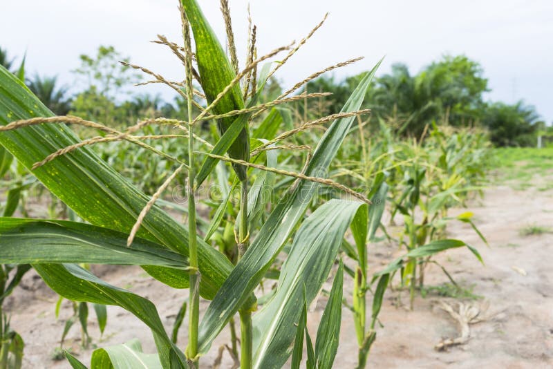 Corn Tree and Leaves in Farm Stock Image - Image of people, decoration ...