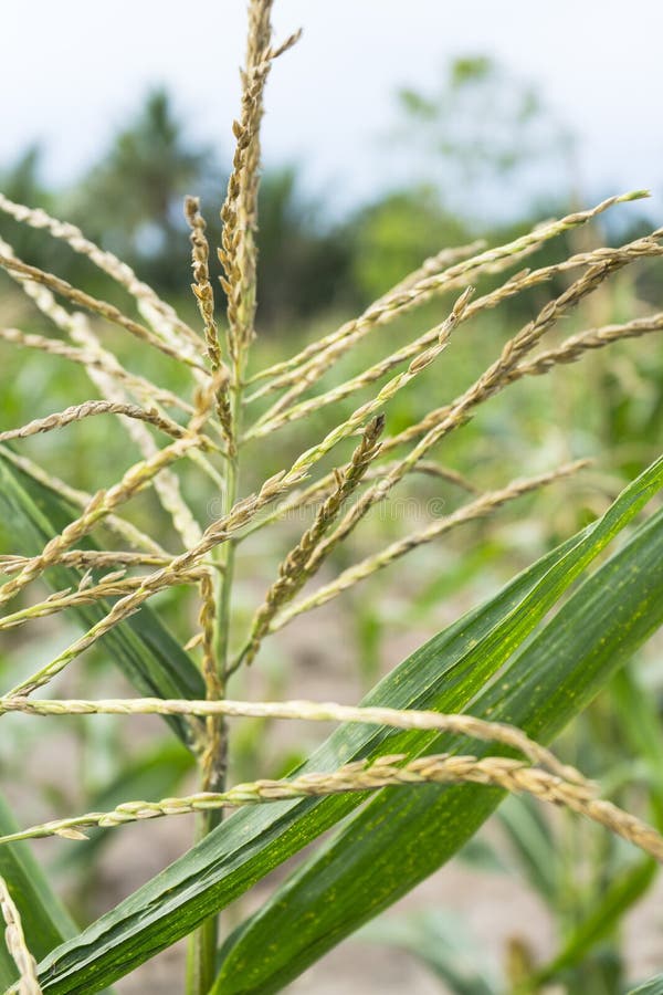 Corn Tree and Leaves in Farm Stock Image - Image of luxury, lamp: 123613431