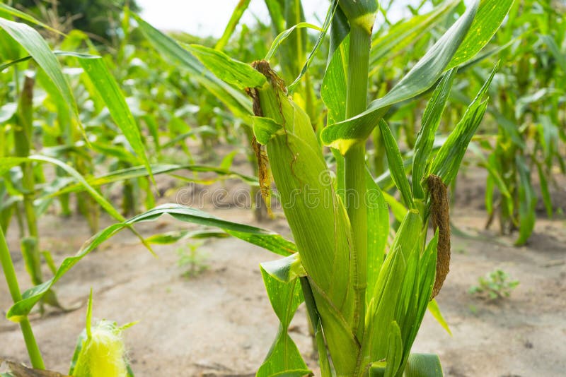 Corn Tree and Leaves in Farm Stock Photo - Image of sparse, interior ...