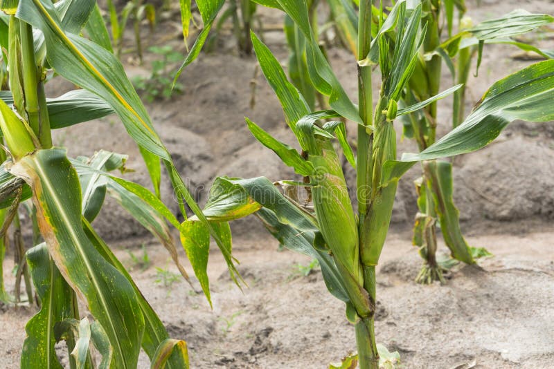 Corn Tree and Leaves in Farm Stock Image - Image of summer, showcase ...